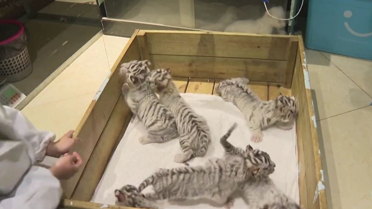 Seltene Tiger-Geburt: Weißer-Königstiger-Sechslinge erblicken das Licht ...