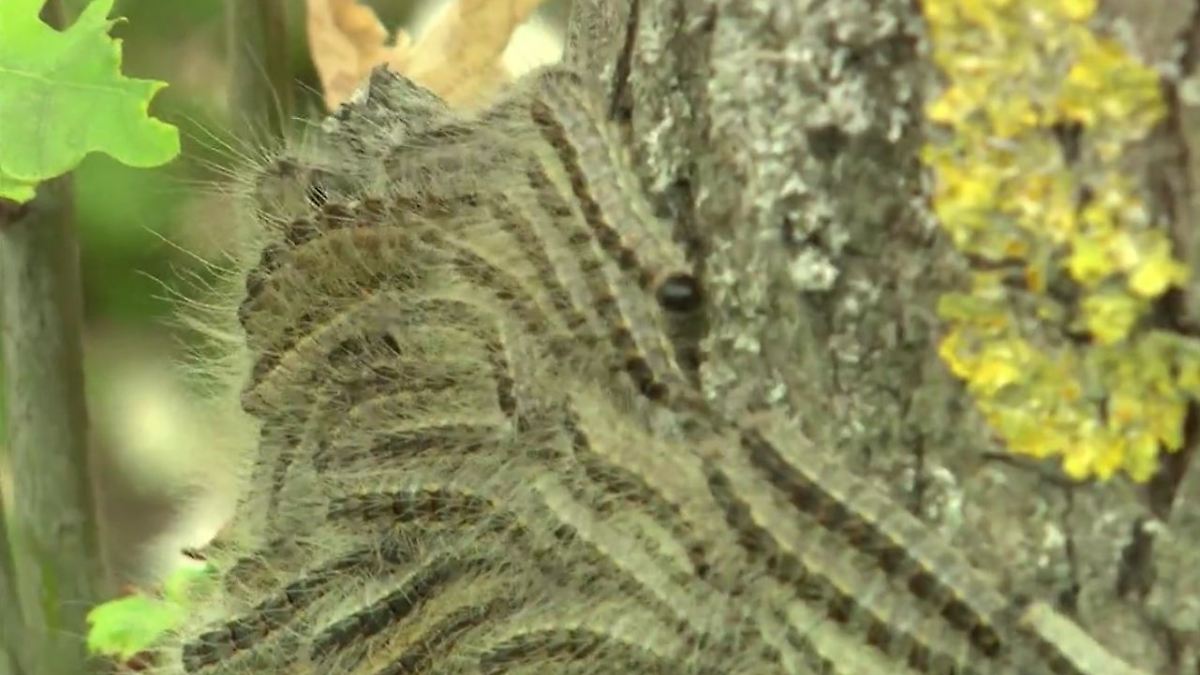 ntv Service: Giftige Raupen - Achtung, Eichenprozessionsspinner-Zeit - n-tv.de