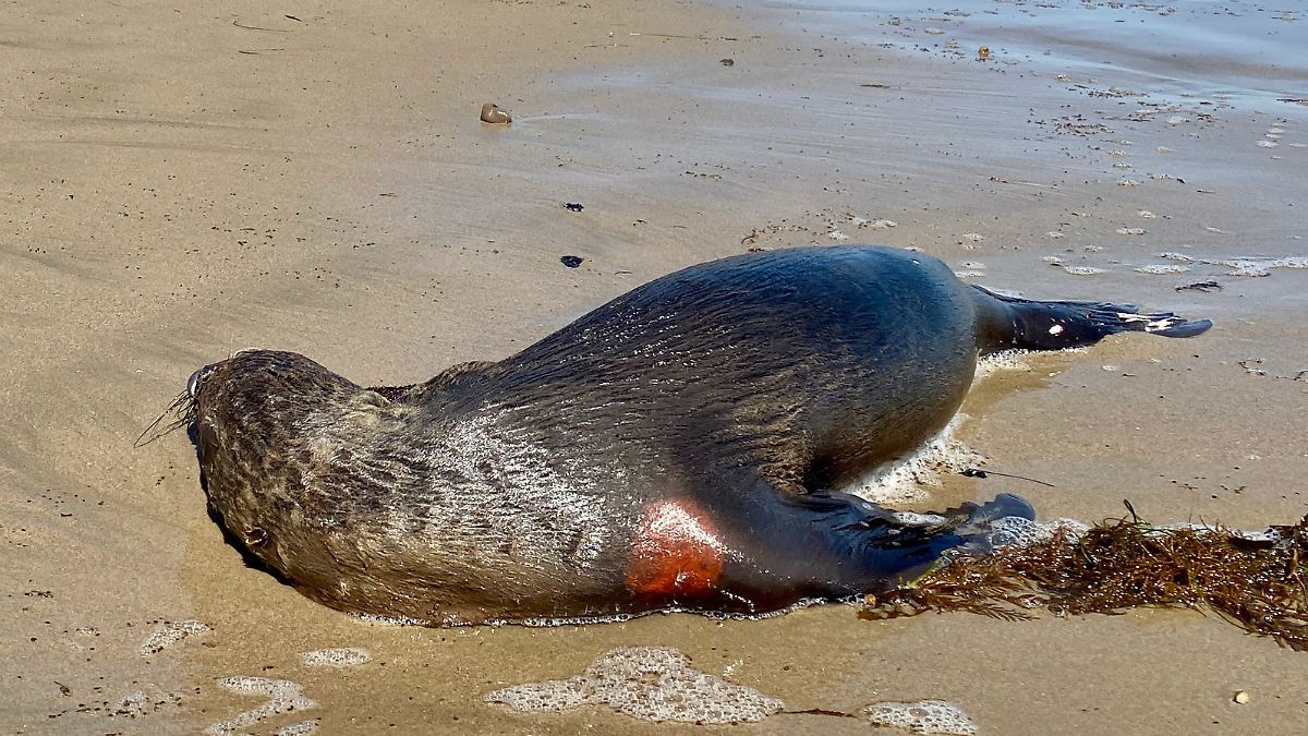 Elend im Meer vor Kalifornien: Hunderte tote und verletzte Tiere angespült - n-tv.de