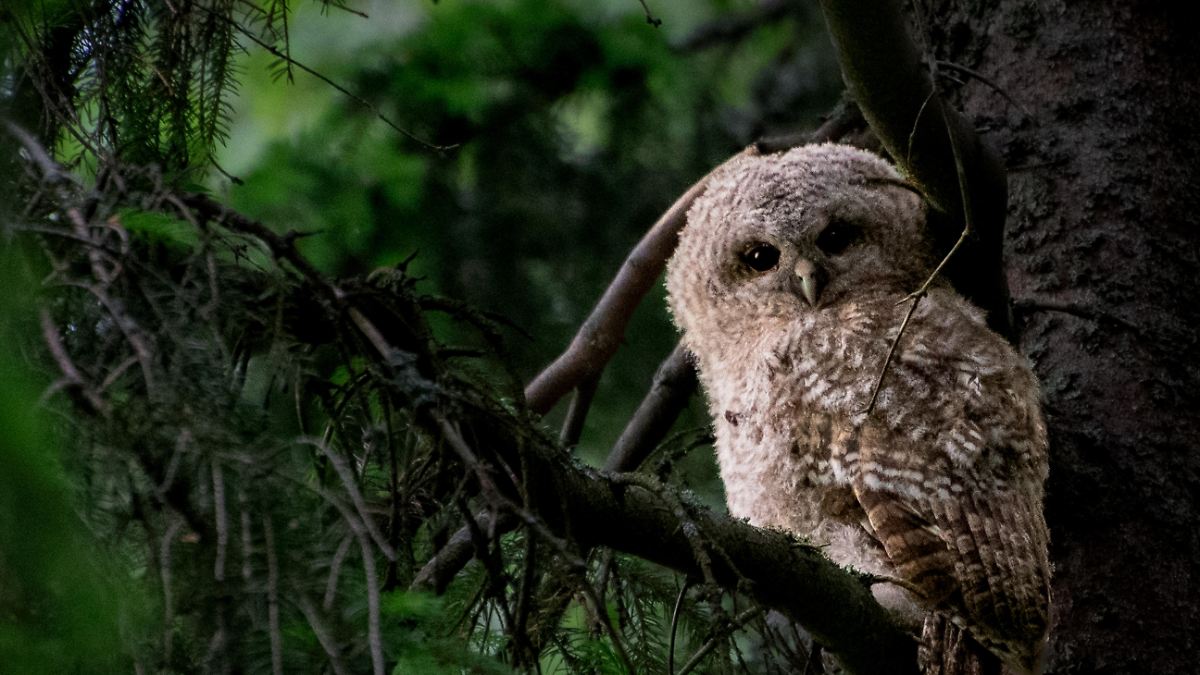 Der Tag: Erster Fall 2023: West-Nil-Virus bei Waldkauz entdeckt - n-tv.de