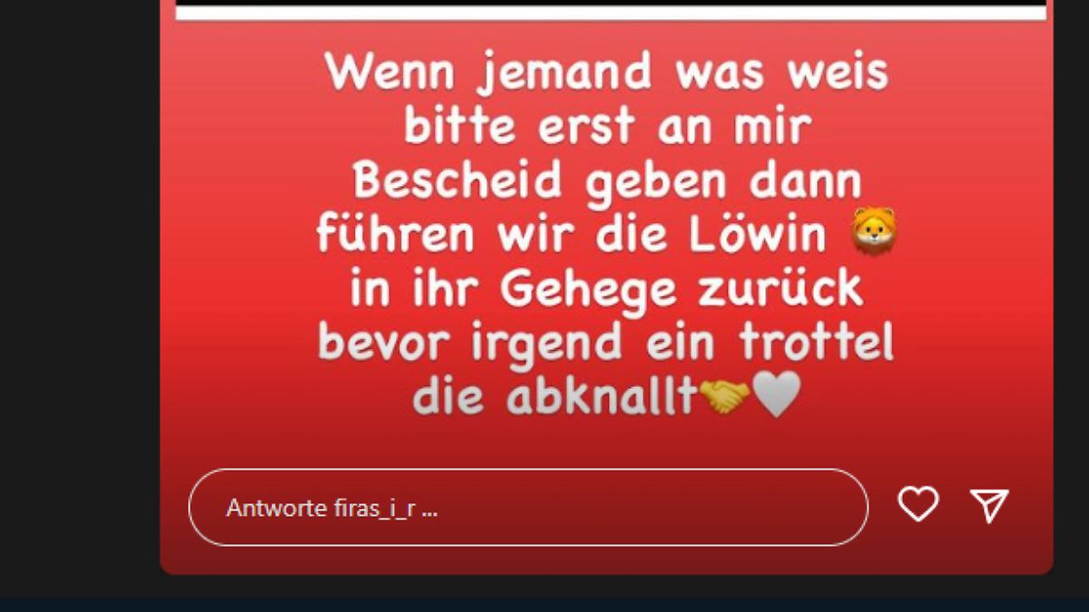 Aufruf bei Instagram: Remmo-Sohn will Löwin zurück "in ihr Gehege ...