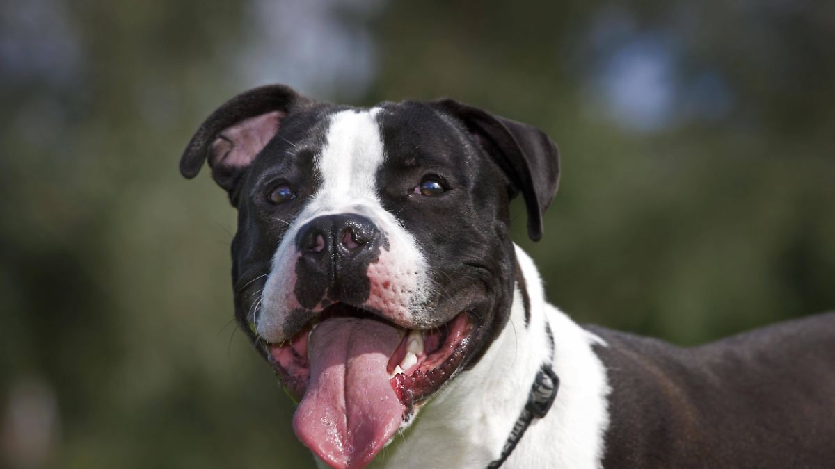 Der Tag: Mann greift Kampfhund an - zwei Schwerverletzte - n-tv.de