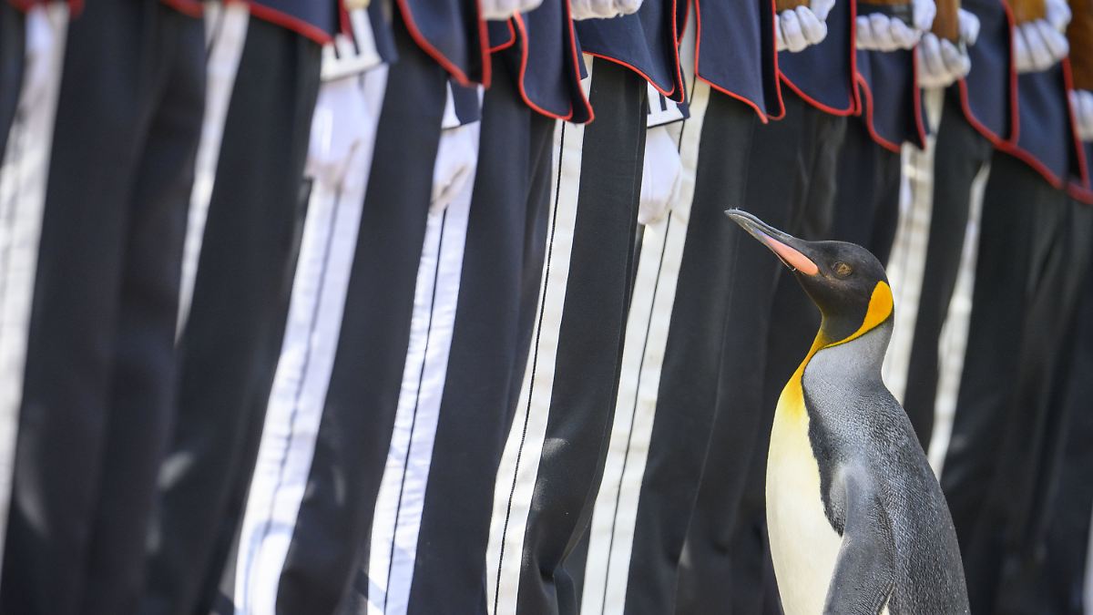 160 Soldaten stehen stramm: Pinguin Nils Olav III. wird norwegischer ...