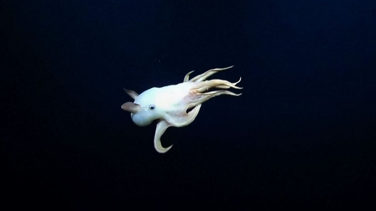 Tiefseetier mit Flossen am Kopf: Forscher gelingen seltene Aufnahmen ...