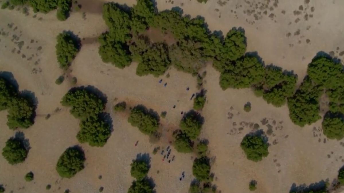 Aufforstungsprojekt der Emirate: Drohnen pflanzen Mangroven-Setzlinge ...