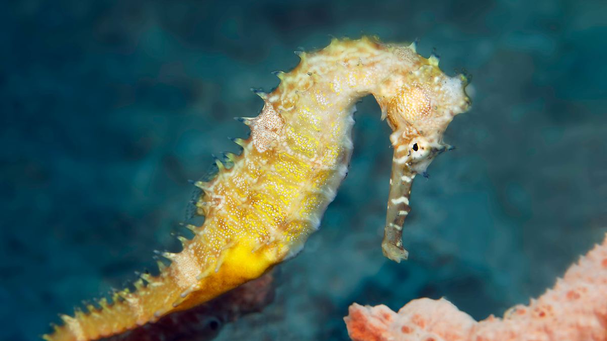Der Tag: Bio-Sensation: Dieses Wassertier kehrt ins Wattenmeer zurück ...