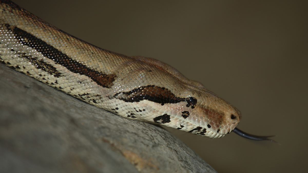 Der Tag: Florida eröffnet Jagd auf Dunklen Tigerpython - n-tv.de