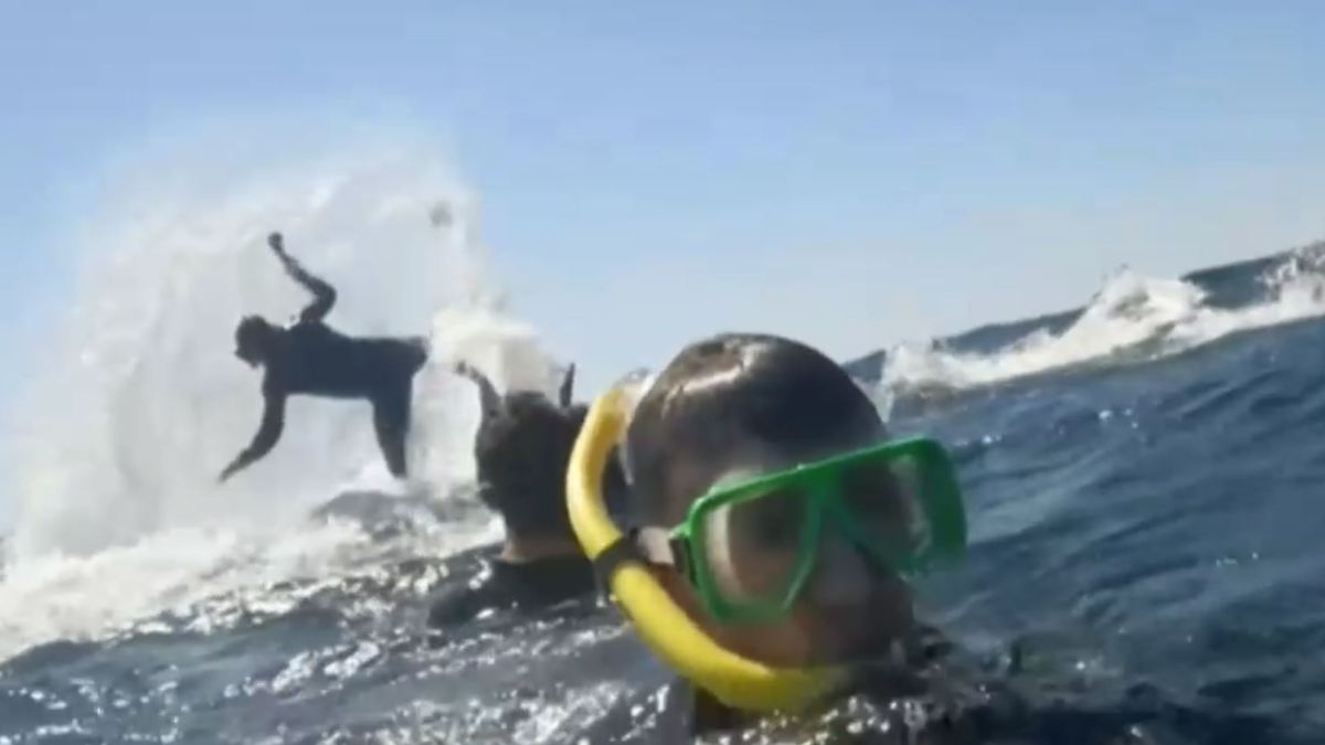 Der Tag: Wal taucht auf und schleudert Schnorchler durch die Luft - n-tv.de