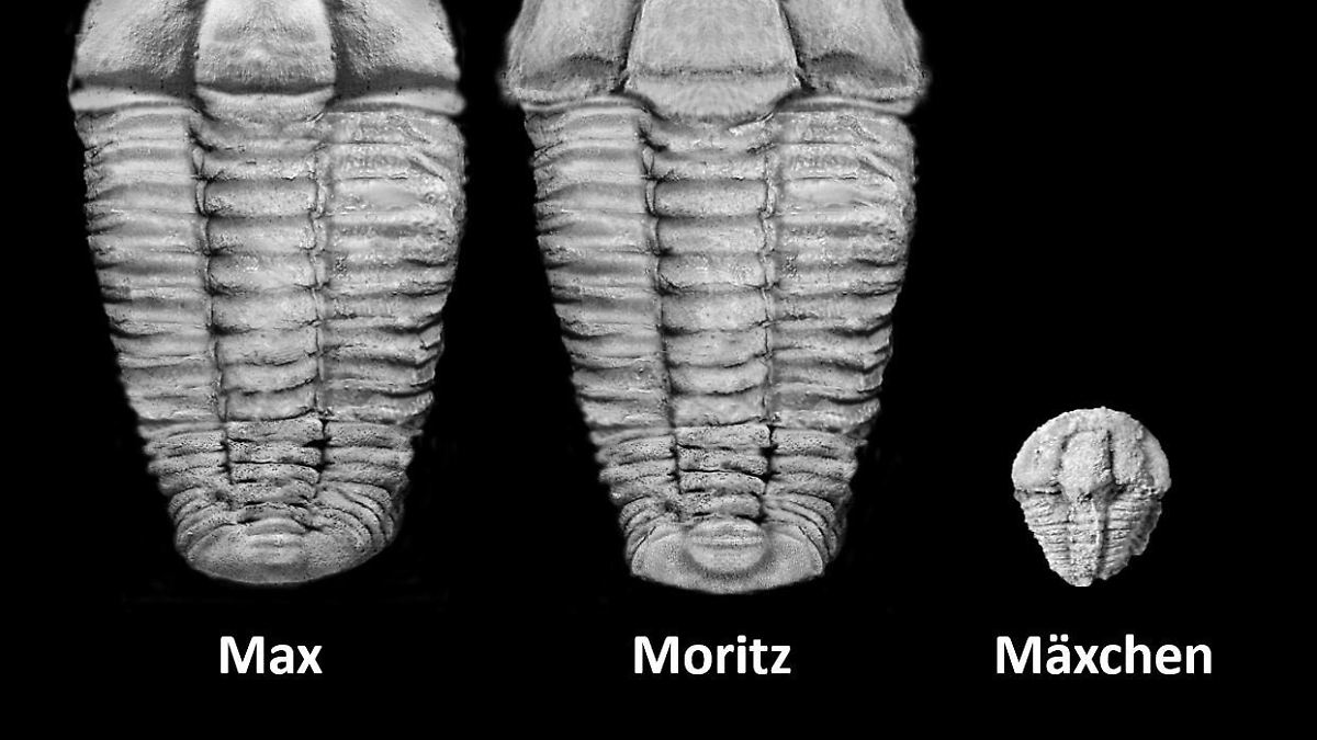 Der Tag: Max und Moritz: 500 Millionen Jahre alte Fossilien entdeckt ...