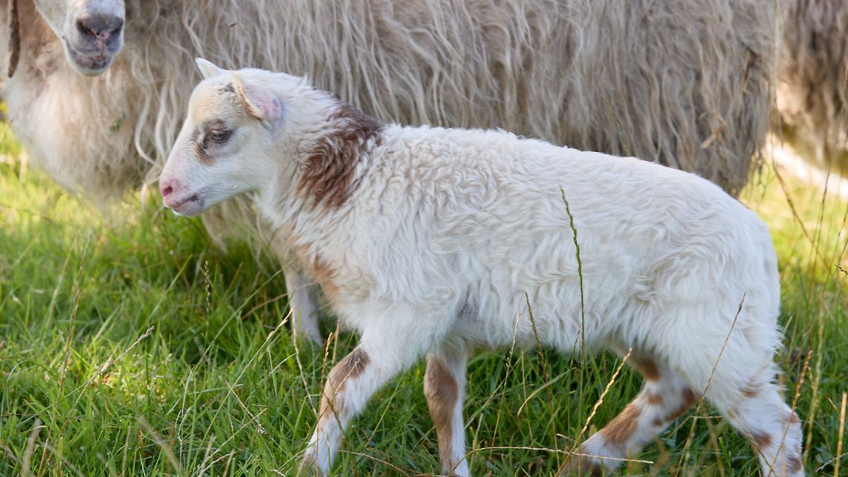 Der Tag: Ist Flumo Schaf oder Schiege? DNA-Ergebnisse liegen vor - n-tv.de
