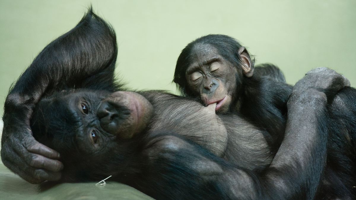 "Geburtsdilemma" durch Evolution: Auch Schimpansen-Mütter müssen ...