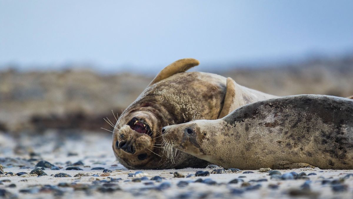 Abrieb an der Schnauze: Hinweise deuten auf Ursache für Kegelrobben ...