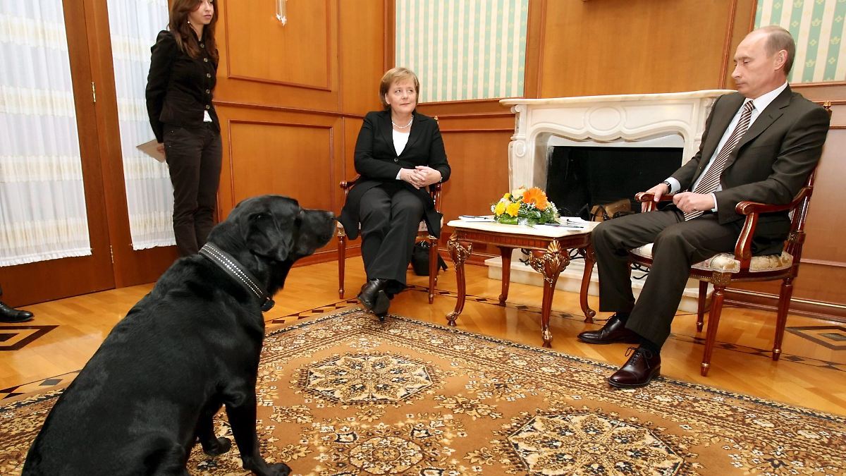 Vorfall mit Putins Hund: Kreml unterstellt Merkel mangelnde ...