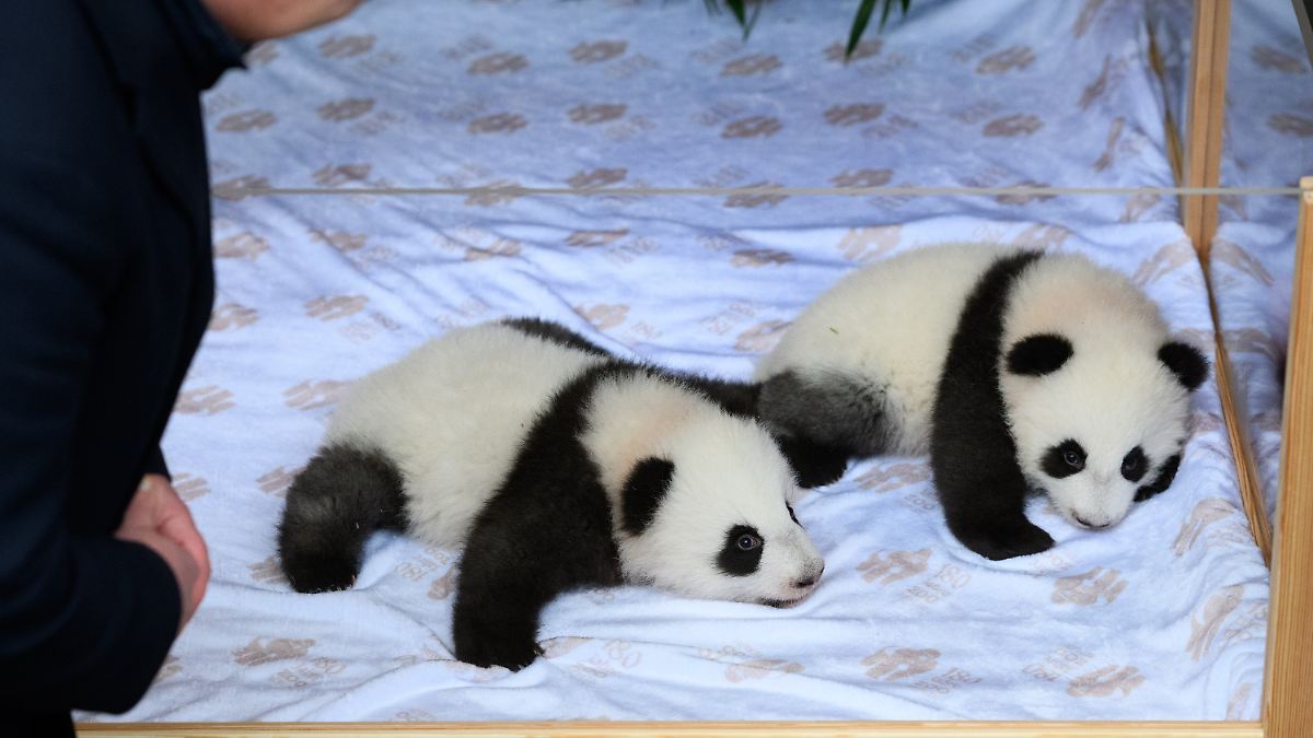 Deutsch und chinesisch: Berliner Panda-Mädchen bekommen Namen - n-tv.de