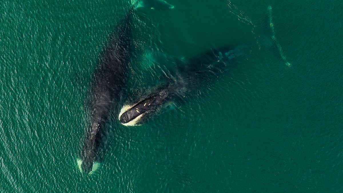 Um 75 Jahre verschätzt?: Wale leben laut Studie deutlich länger als gedacht - n-tv.de