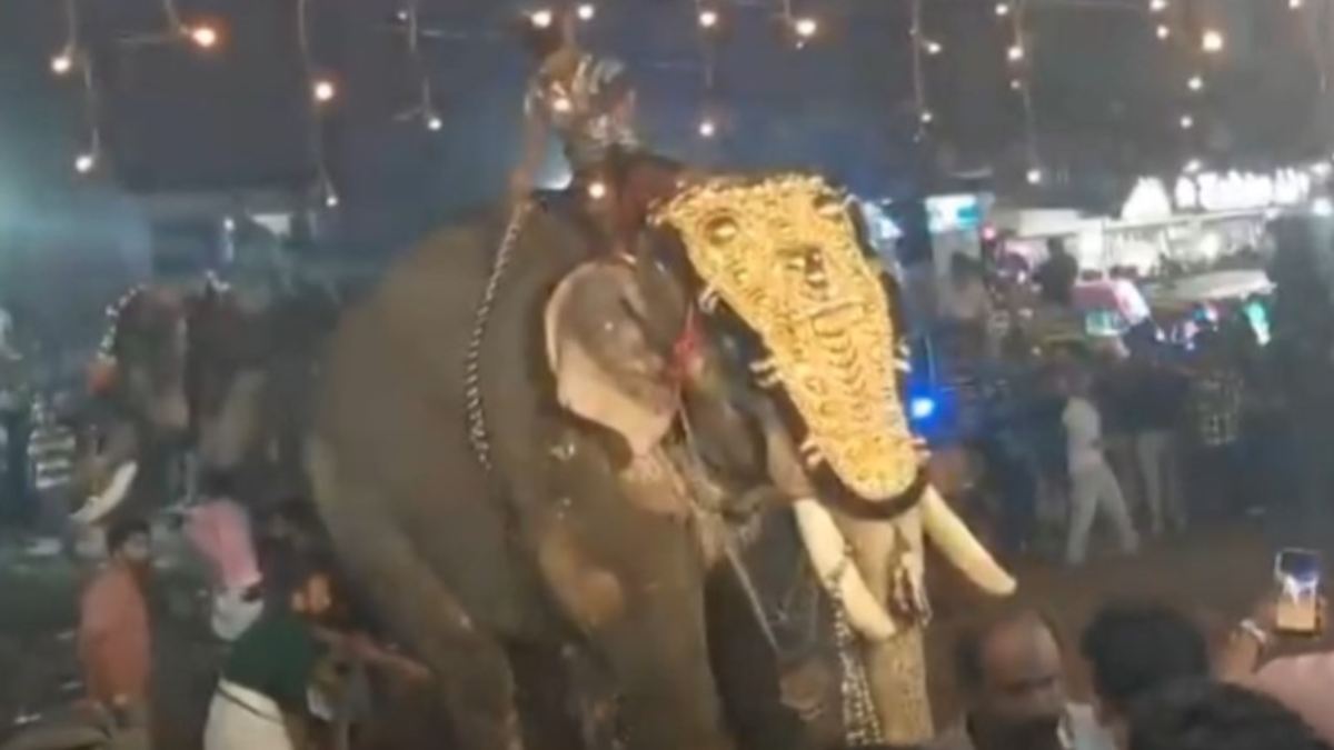 Vorfall löst Massenpanik aus: Elefant schleudert Mann in Indien durch ...