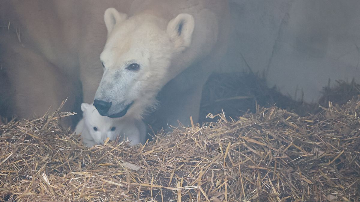 Der Tag: Zoo Karlsruhe zeigt erstmals Eisbär-Baby - n-tv.de