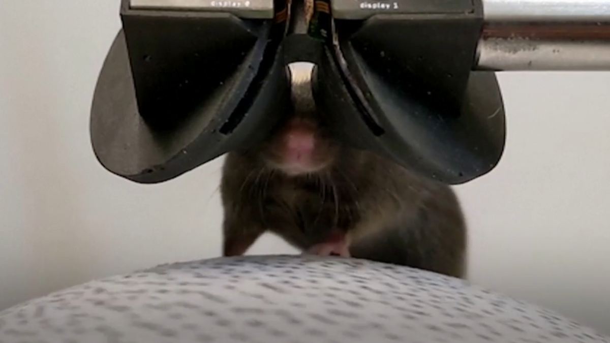 Wichtige Erkenntnisse für die Forschung: Neurologen setzen Maus Mini-VR ...