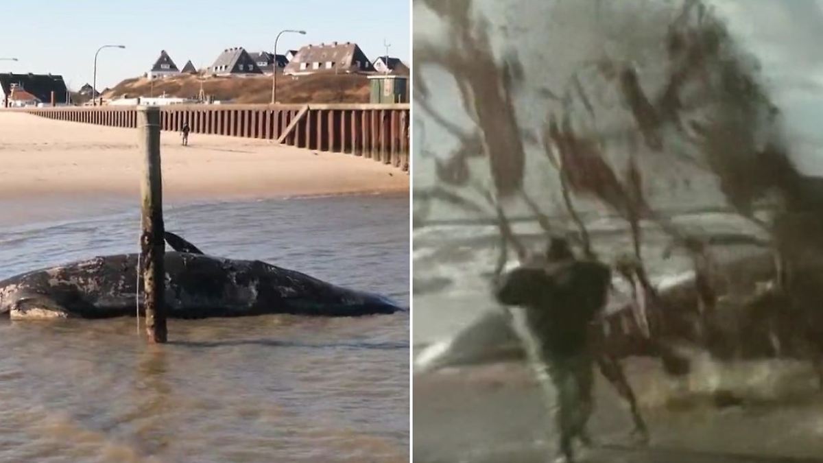Experten warnen vor Wal-Explosion vor Sylt - Archiv-Video zeigt ekligen ...