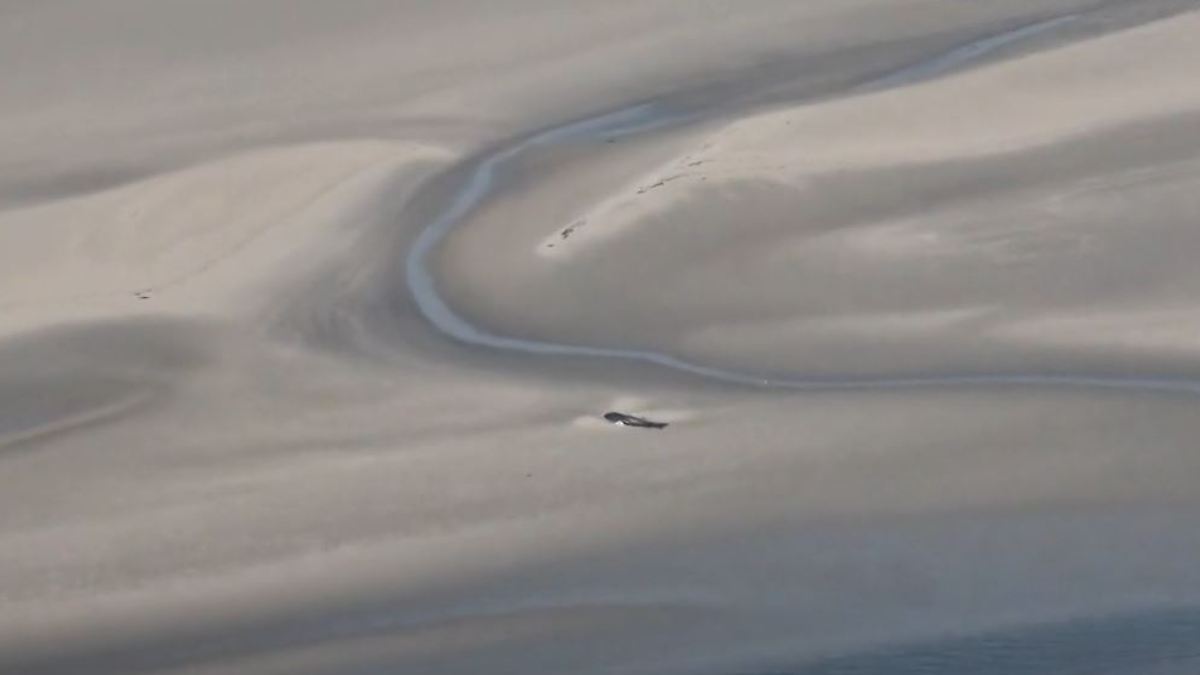 Kadaver auf dem Minsener Oog: Toter Wal strandet auf unbewohnter Nordsee-Insel - n-tv.de