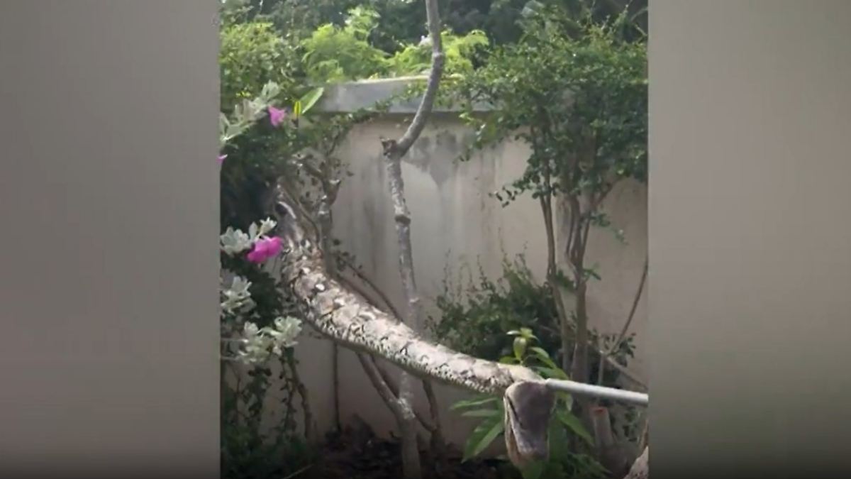 Schlange kämpft mit Rettern: Acht-Meter-Python überrascht Familie in ...