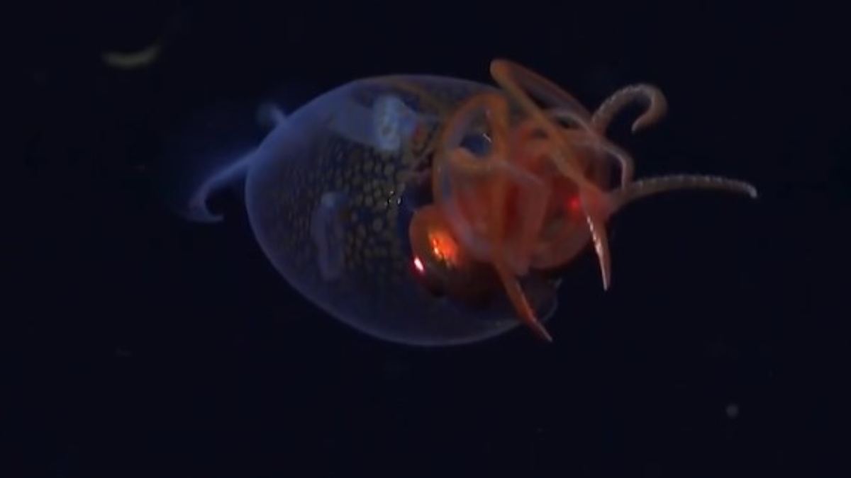 Verwandte Art bis 500 Kilo schwer: Video aus 600 Metern Tiefe zeigt ...