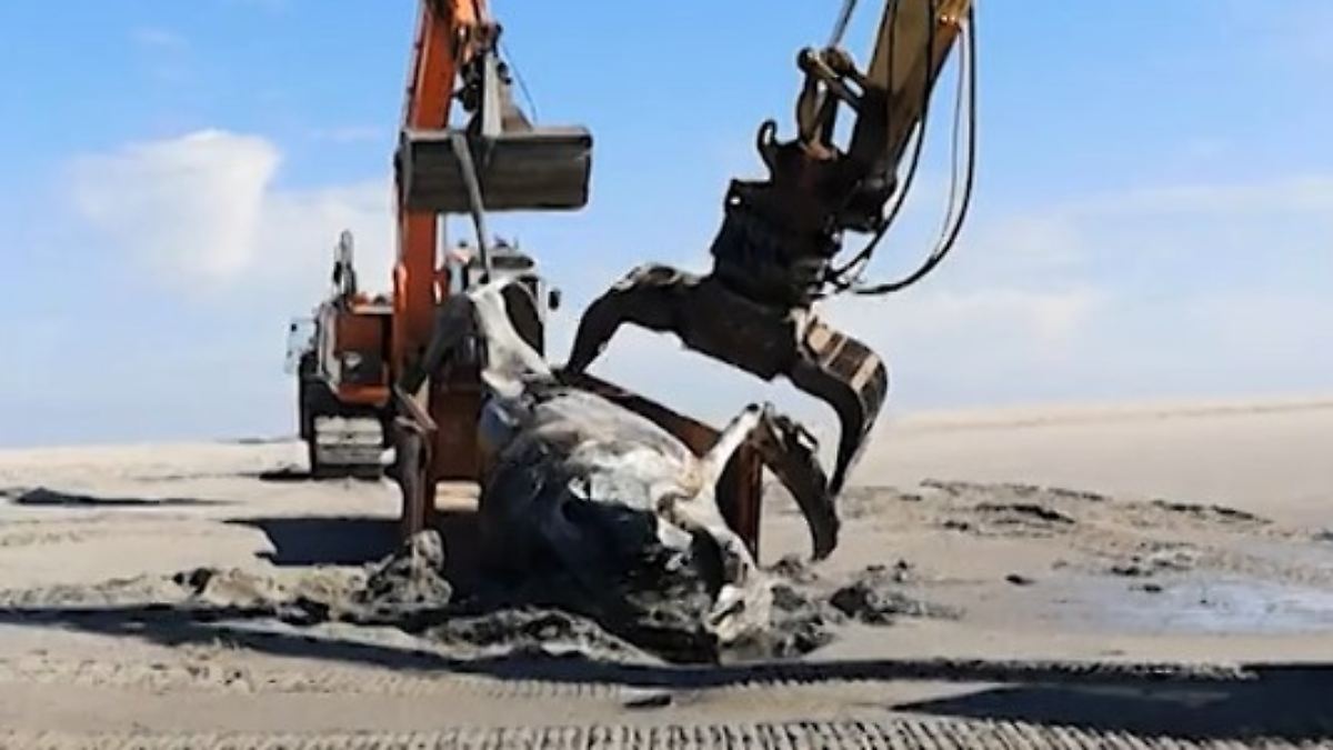 Toter Koloss, schweres Gerät: Bagger bergen riesigen Wal-Kadaver an Nordsee-Strand - n-tv.de