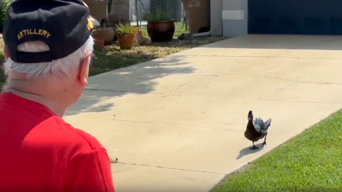 Der Tag: Aggro-Ente terrorisiert ganze Nachbarschaft - Behörden ...