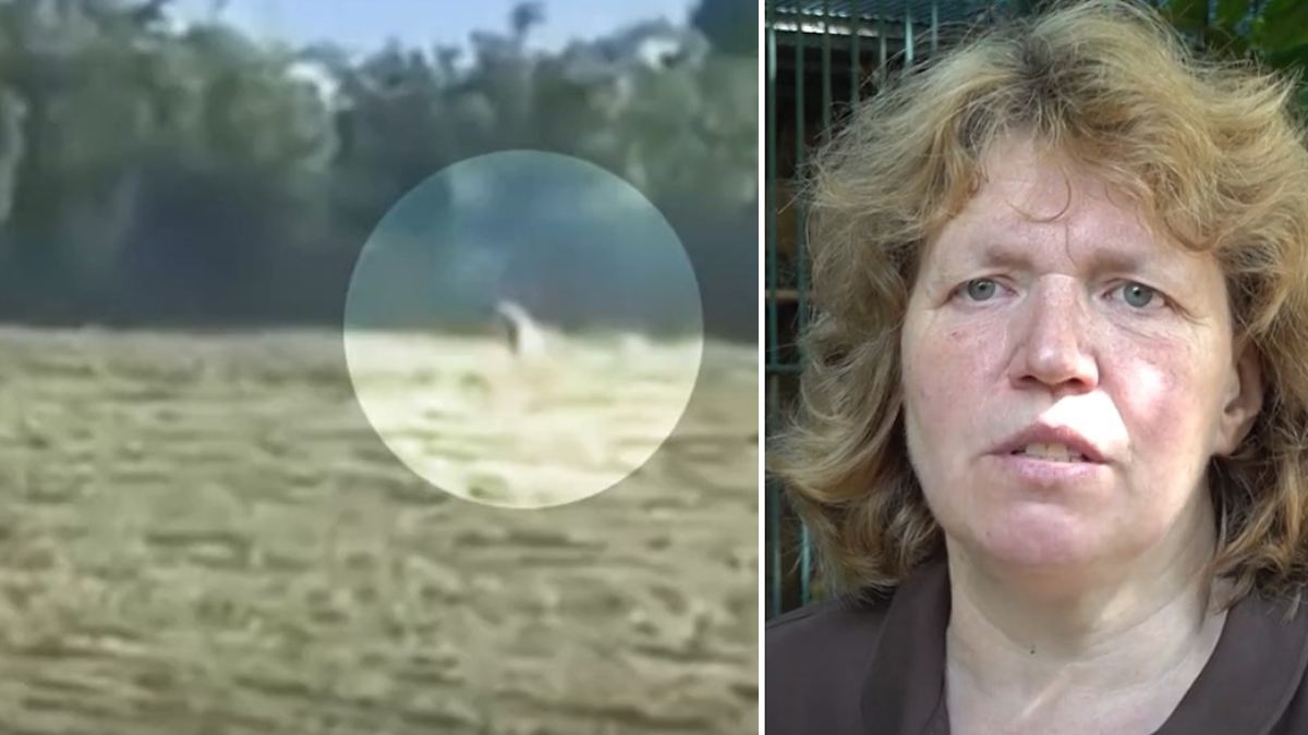 Raubtier in Sachsen-Anhalt?: Was man bei einer Puma-Sichtung unbedingt ...