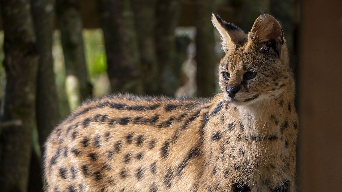 Bokep.melayu arranging the meeting with Jenni turned out to