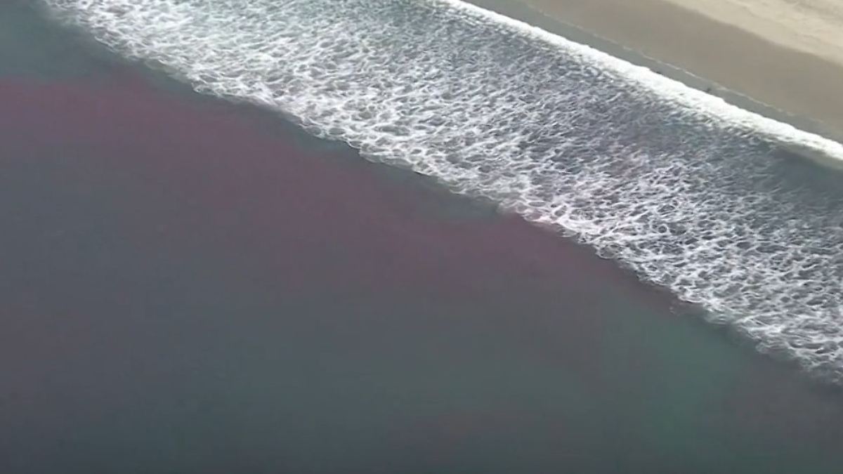 Ungewöhnlicher Anblick am Strand: Vor Kalifornien färben sich Wellen ...
