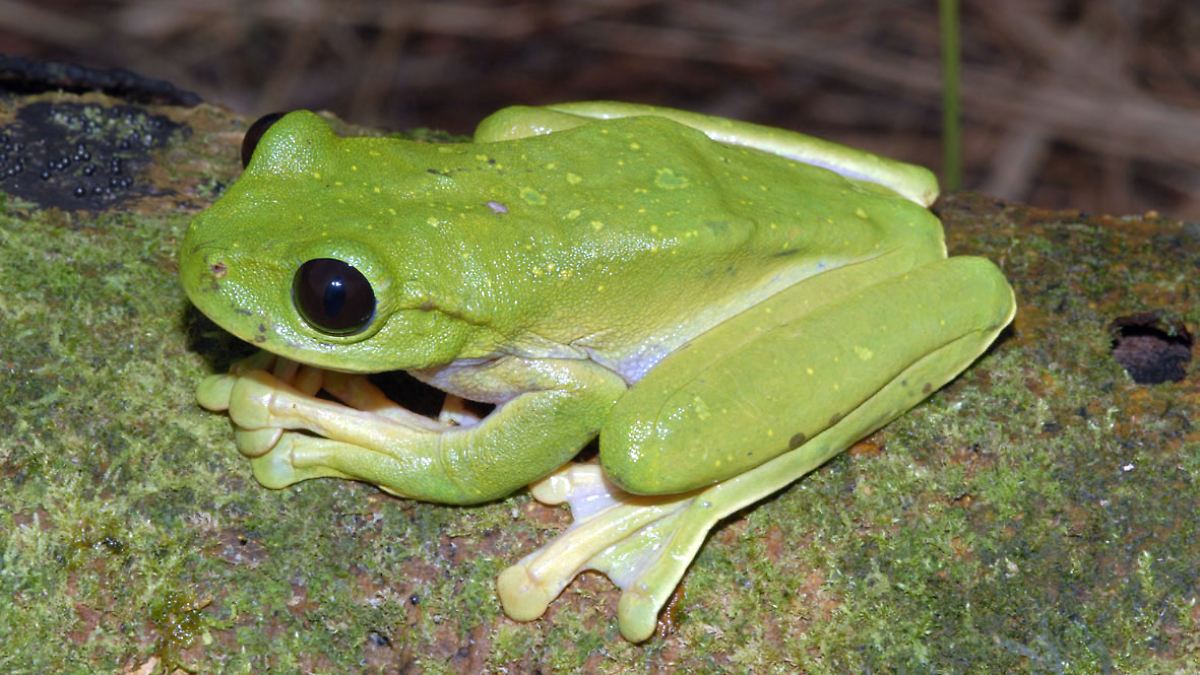 Artenvielfalt in Neuguinea: 1000 neue Tierarten entdeckt - n-tv.de