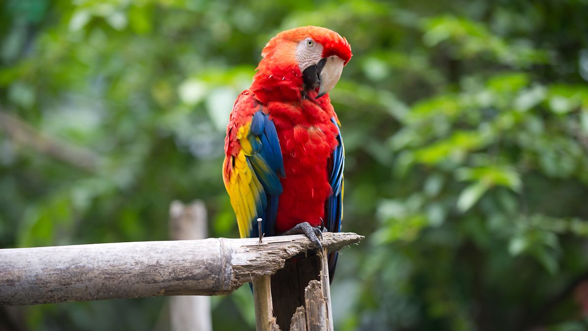 Springende Gene geben Auskunft: Papageien mit Finken verwandt - n-tv.de
