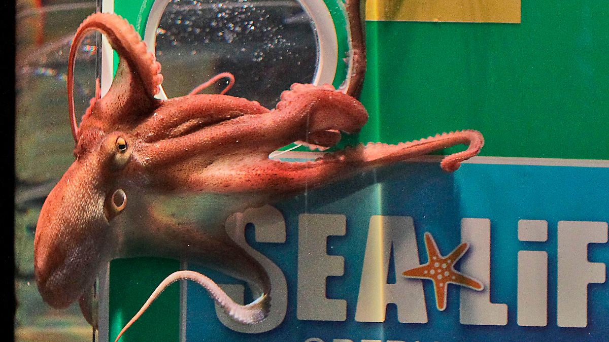 Krake Paul ist Vorbild: Menschen sollten auf Bauch hören - n-tv.de