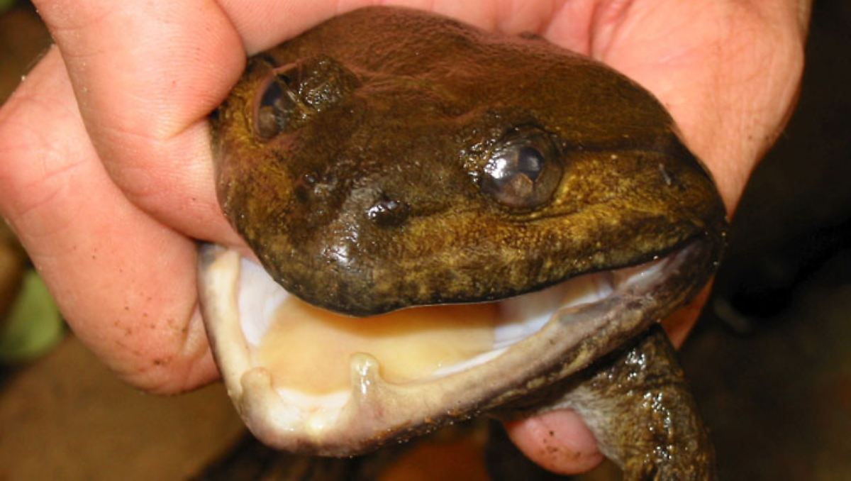 Biologische Sensation im Mekongdelta: Viele neue Tierarten entdeckt - n-tv.de