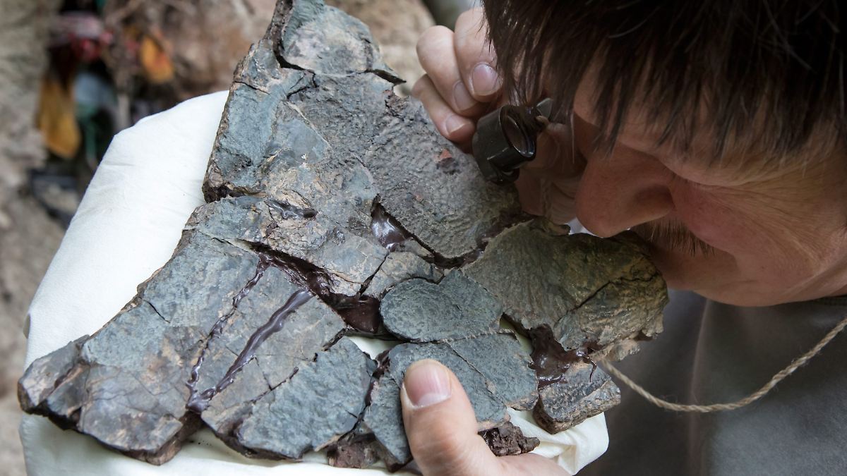 Fundsache, Nr. 1114: Geologen finden 30.000 Fossilien - n-tv.de