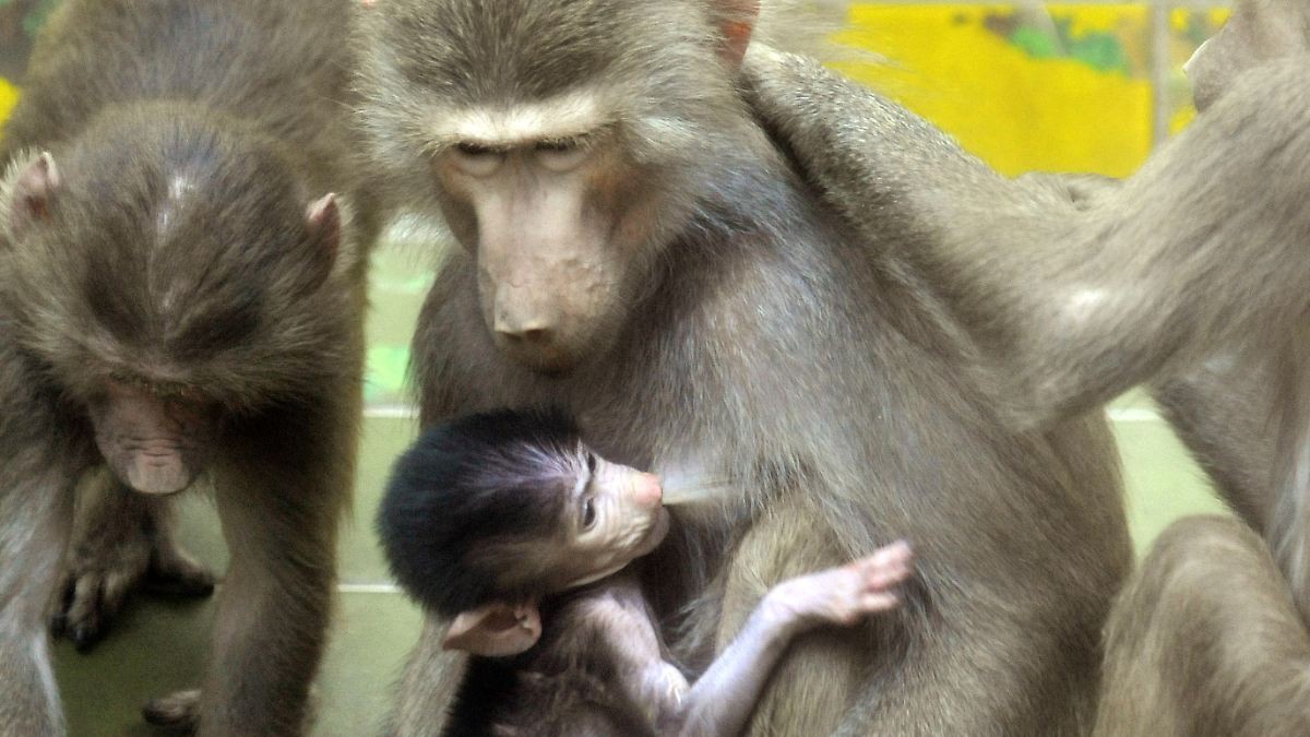Zum Schutz des Pavian-Nachwuchses: Alpha-Mann lässt Fremdgehen zu - n-tv.de