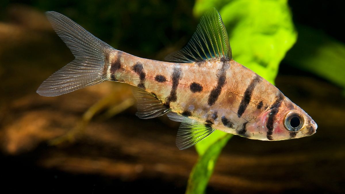 Forscher finden neue Tierarten: "Vieles noch zu entdecken" - n-tv.de